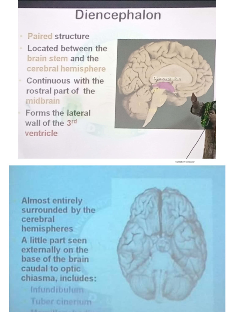 Anatomy Diencephalon | PDF