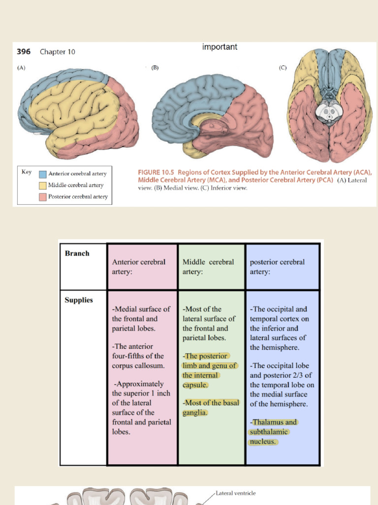 Case 2 Neuro | PDF