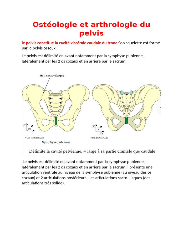 Anatomie du pelvis et ses spécificités | PDF | Bassin (anatomie ...