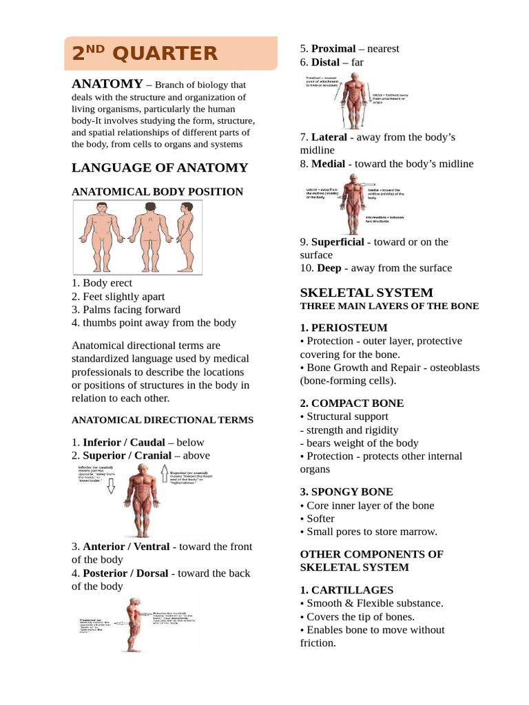 GEN BIO II (2ND) | PDF | Anatomical Terms Of Location | Bone