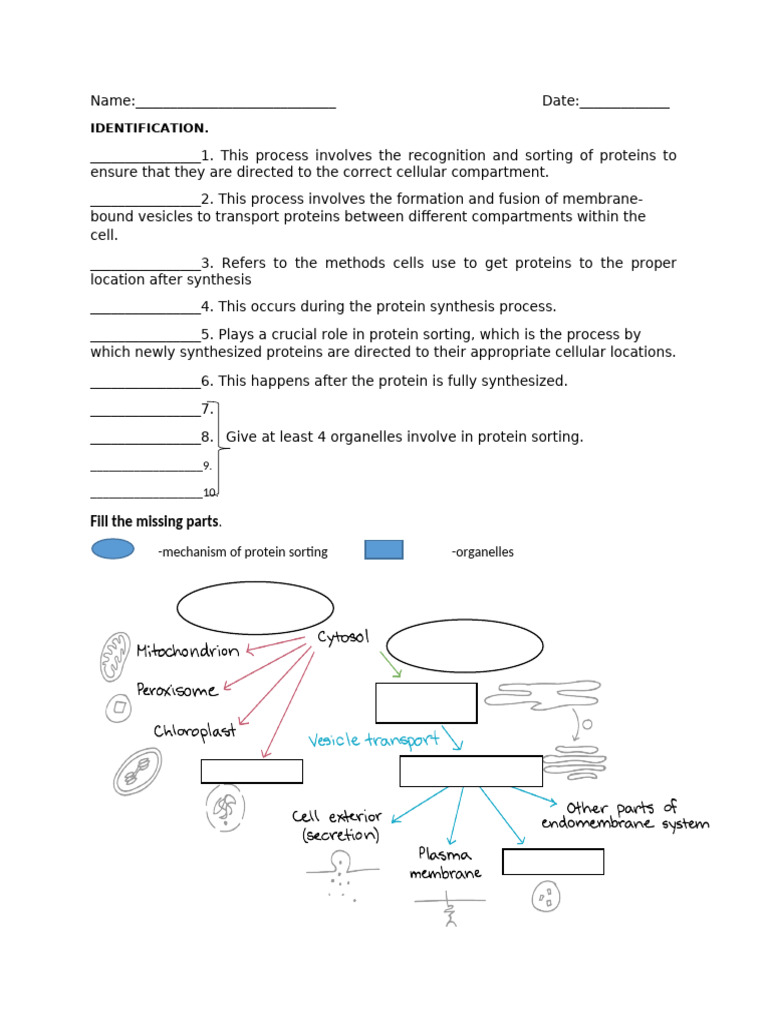Protein Sorting Mechanisms in Cells | PDF