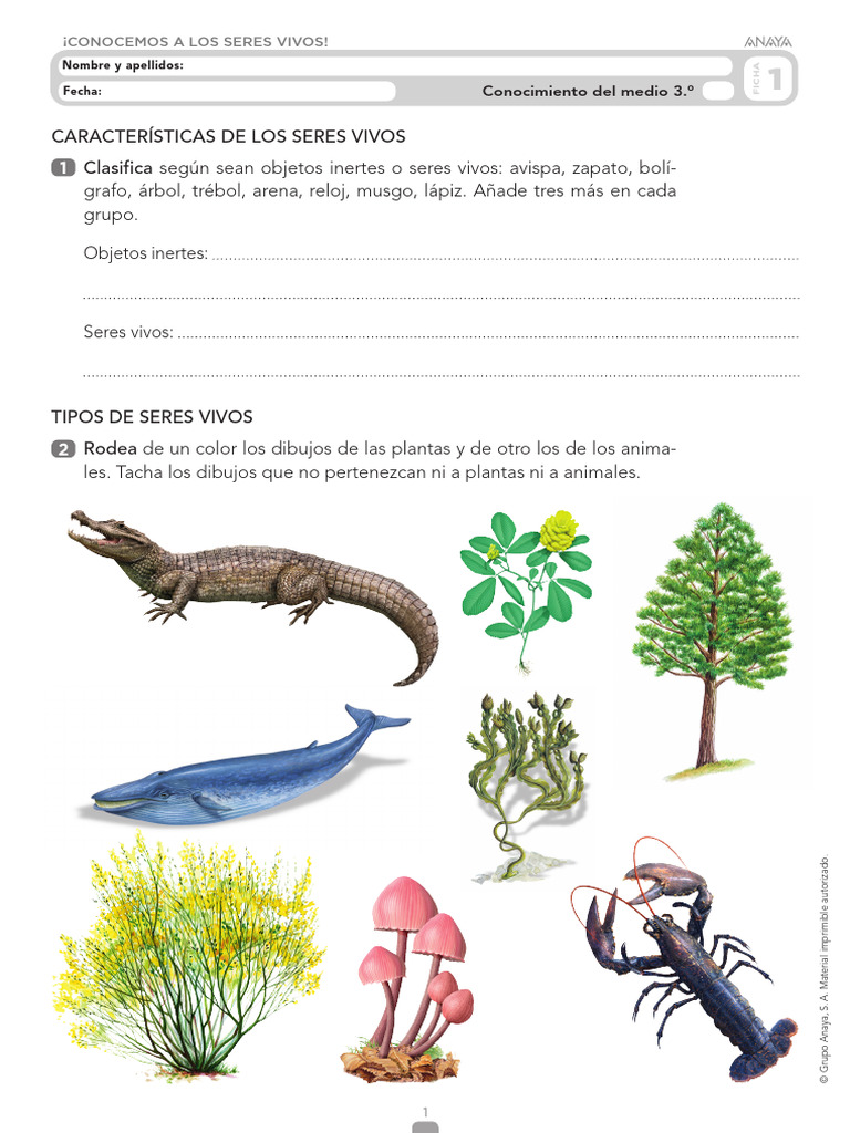 Características de los Seres Vivos en Primaria | PDF | Plantas | Flores