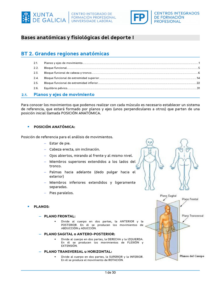 02 - Grandes Regiones Anatómicas | PDF | Vértebra | Tórax