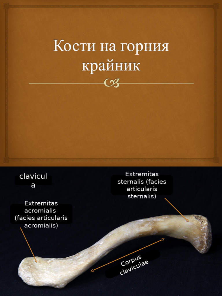 Кости на горен крайник | PDF | Musculoskeletal System | Skeletal System