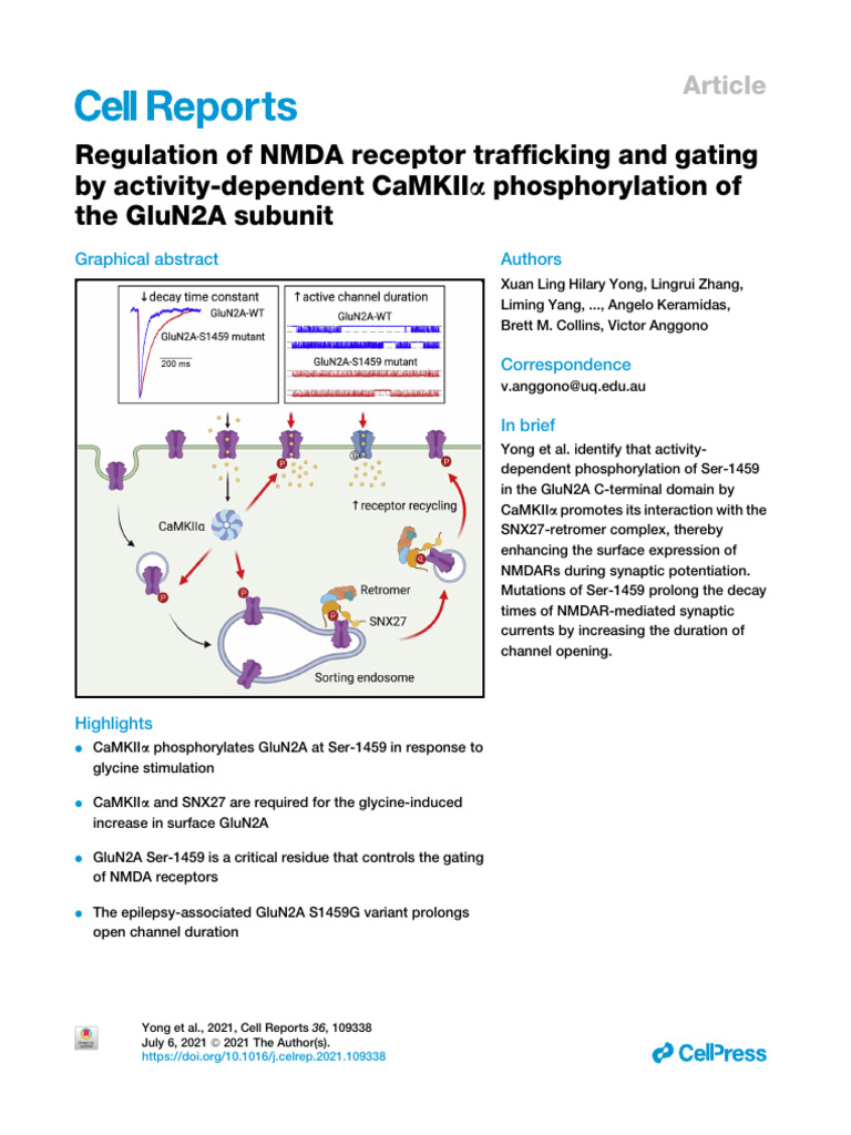 Regulation of NMDA Receptor Trafficking and Gating | PDF | Nmda ...