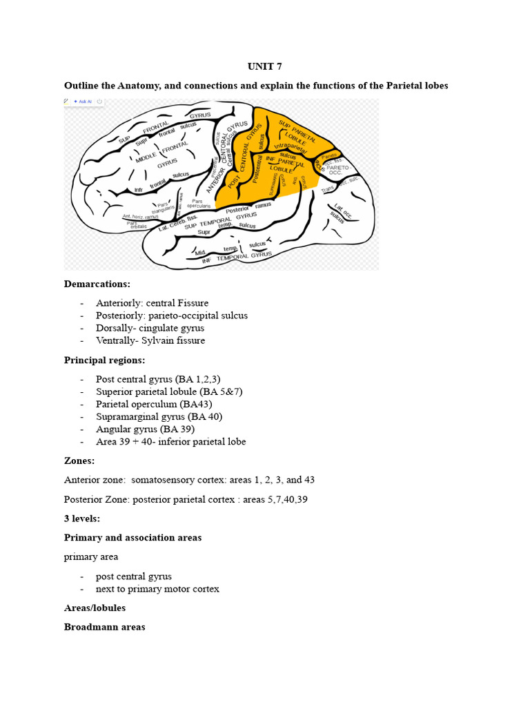 Neuro Unit 7-9 Notes | PDF | Parietal Lobe | Wechsler Adult ...