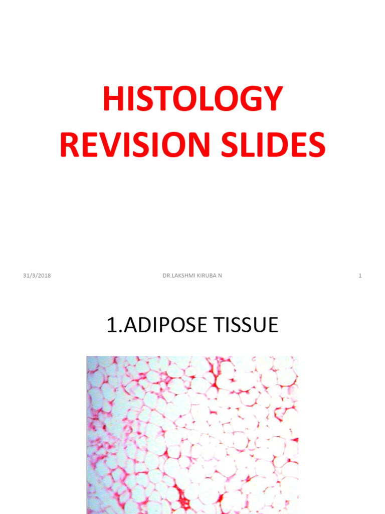 Histology Revision Slides BDS | PDF | Muscle | Stomach