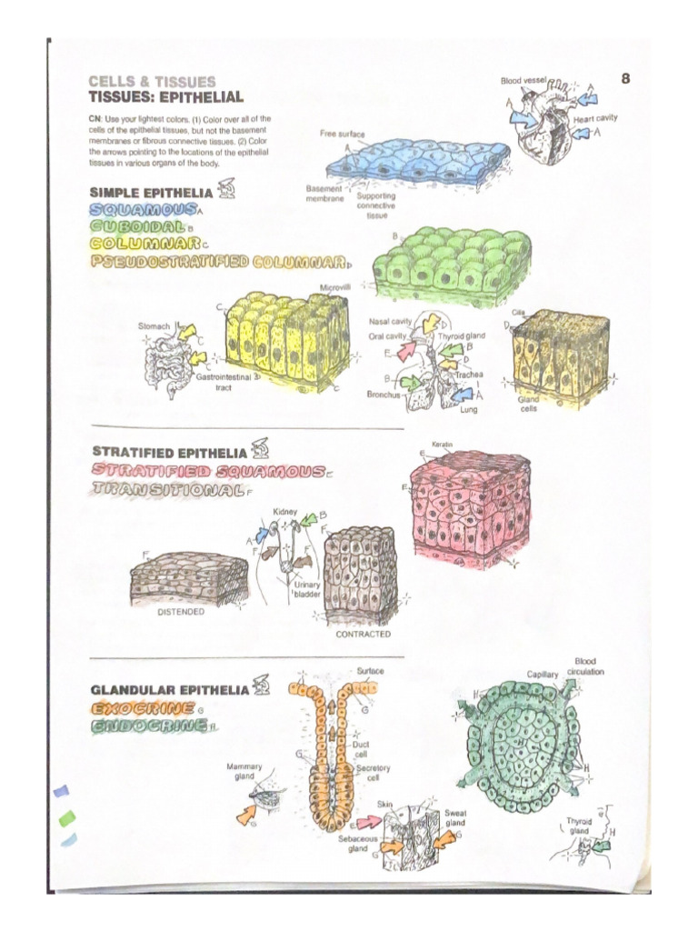 Cells & Tissues | PDF