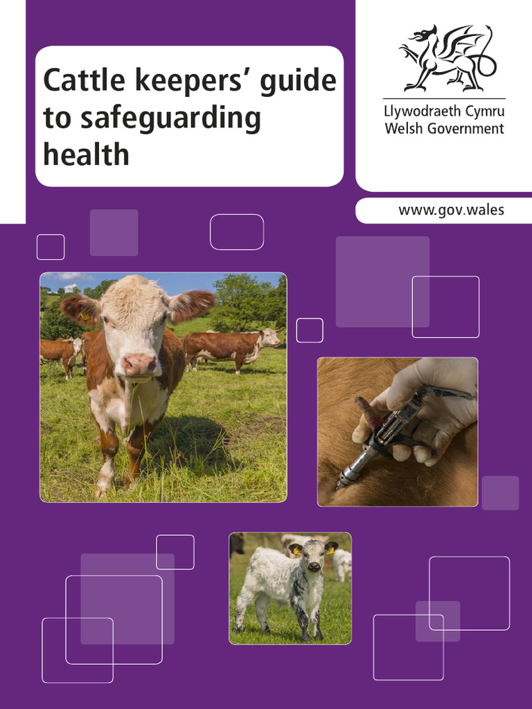 Cattle Disease Quick Reference Guide For Farmers | PDF | Infection | Cattle