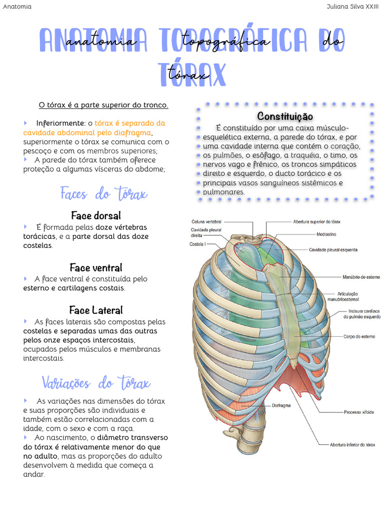 Anatomia Topográfica do Tórax | PDF | Anatomia | Coração
