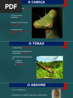 Anatomia da Borboleta: Estruturas e Funções | PDF | Anatomia | Corpo humano