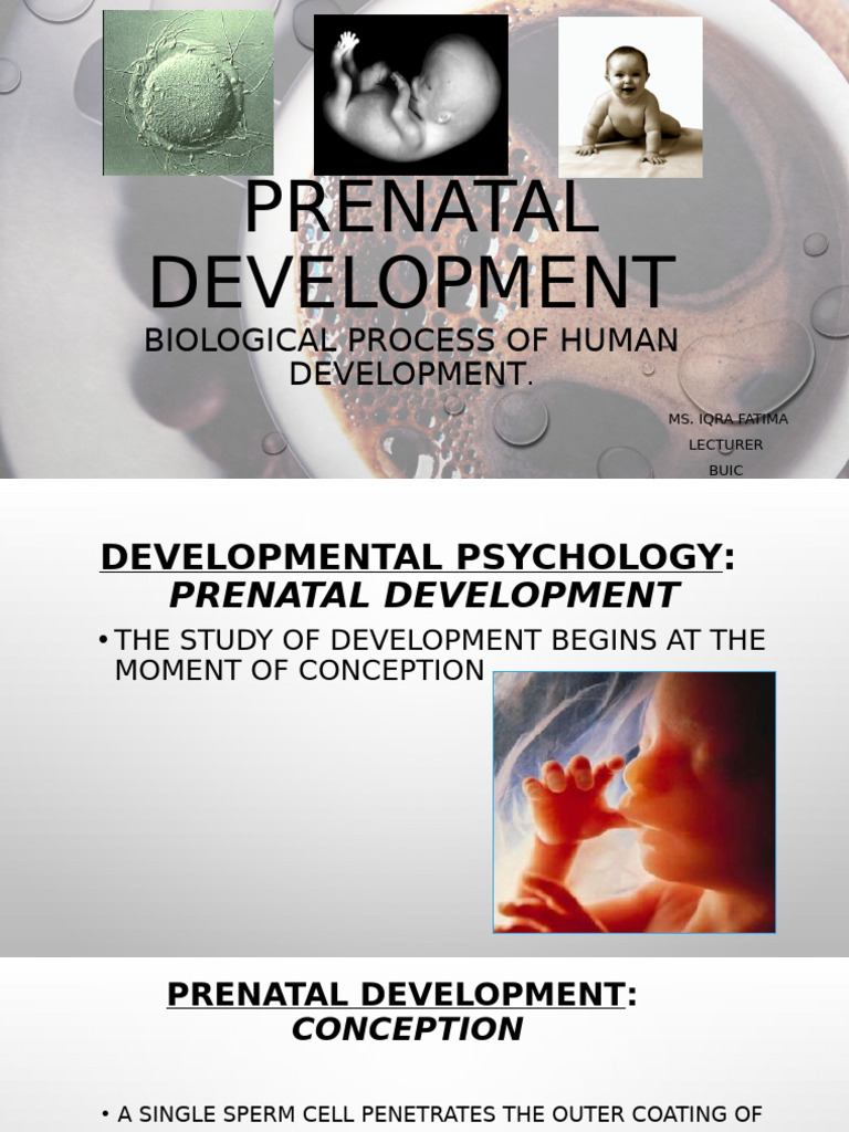 3 Prenatal Development 08102024 111550am | PDF | Prenatal Development ...