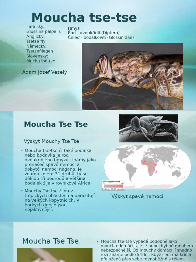 Tse Tse (Automaticky Uloženo) | PDF