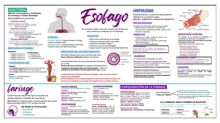 Resumen de Esofago | PDF | Esófago | Estómago