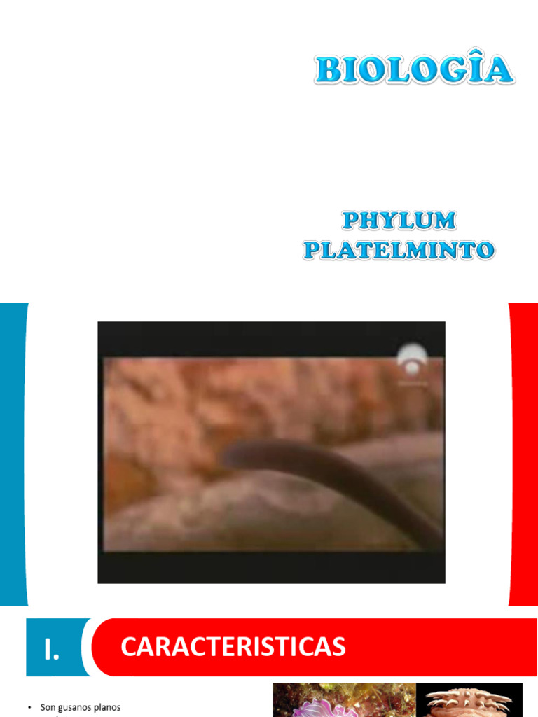 Características del Phylum Platelminto | PDF | Ciencia y matemáticas