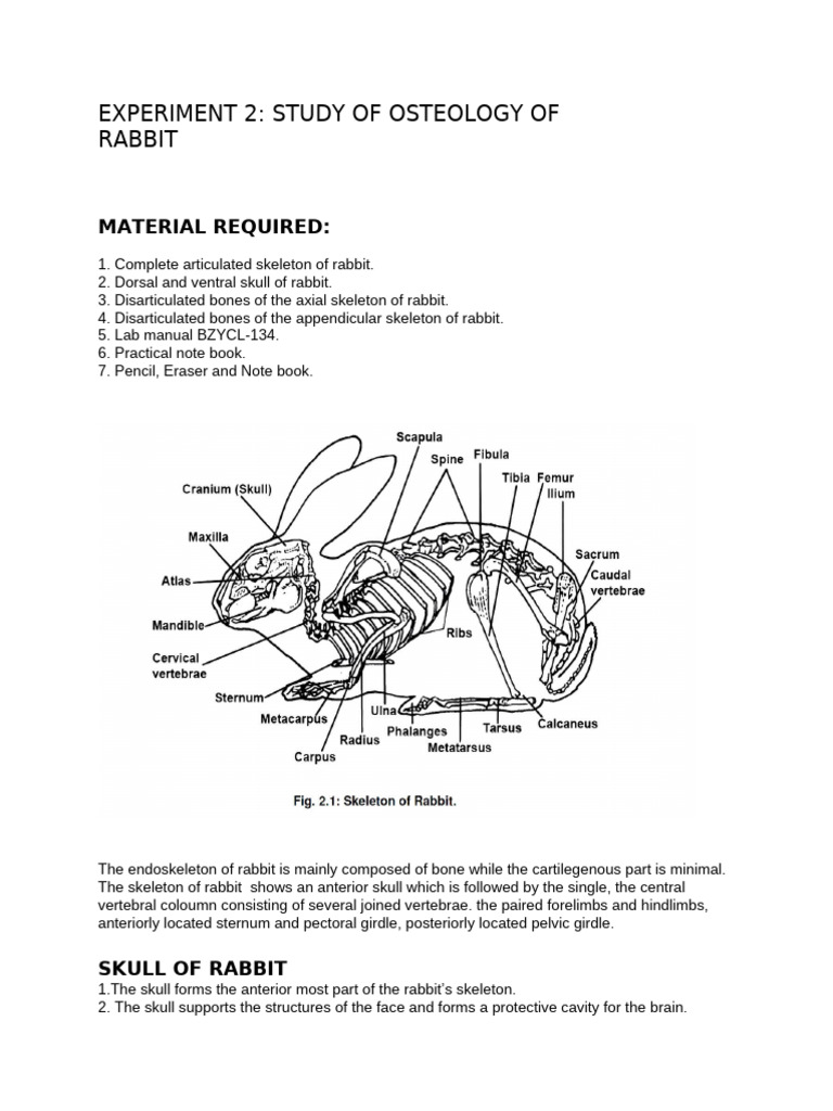 Osteology Study of Rabbit Skeleton | PDF | Vertebra | Vertebral Column