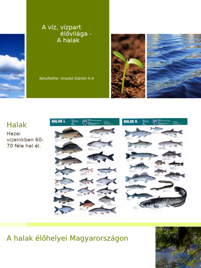 Halak | PDF