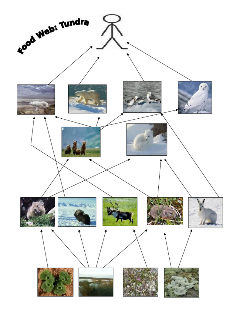Food Web For Biomes Project | PDF