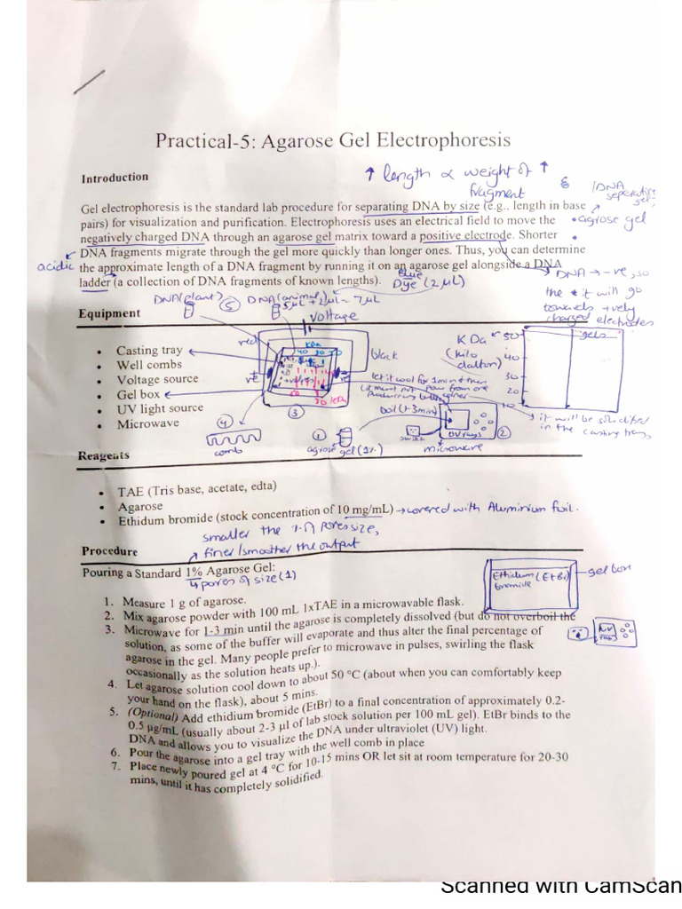 Practical 5 Agrose Gel Electrophoresis | PDF
