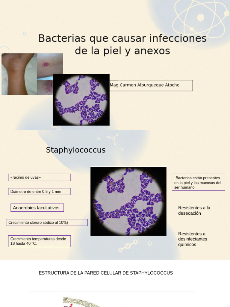 Staphylococcus y Streptococcus .Semana 3 | PDF | Estreptococo ...