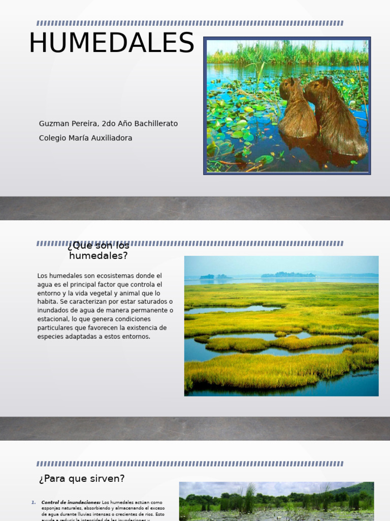 Importancia y Tipos de Humedales | PDF | Humedal | Agua