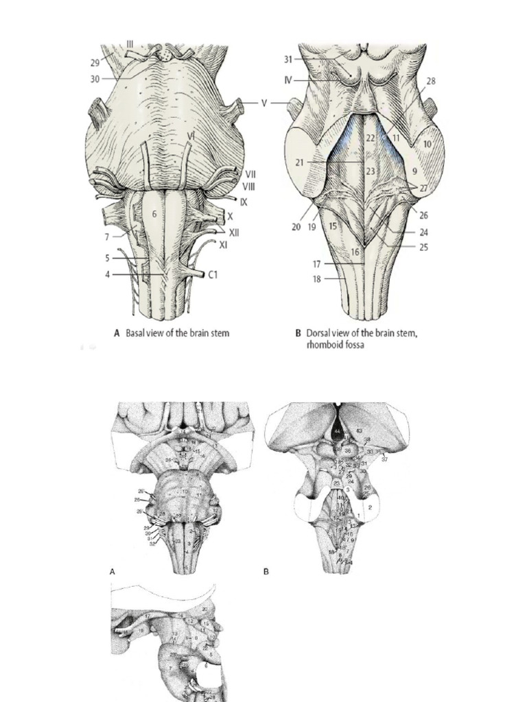 Brain Stem 2 Pdf