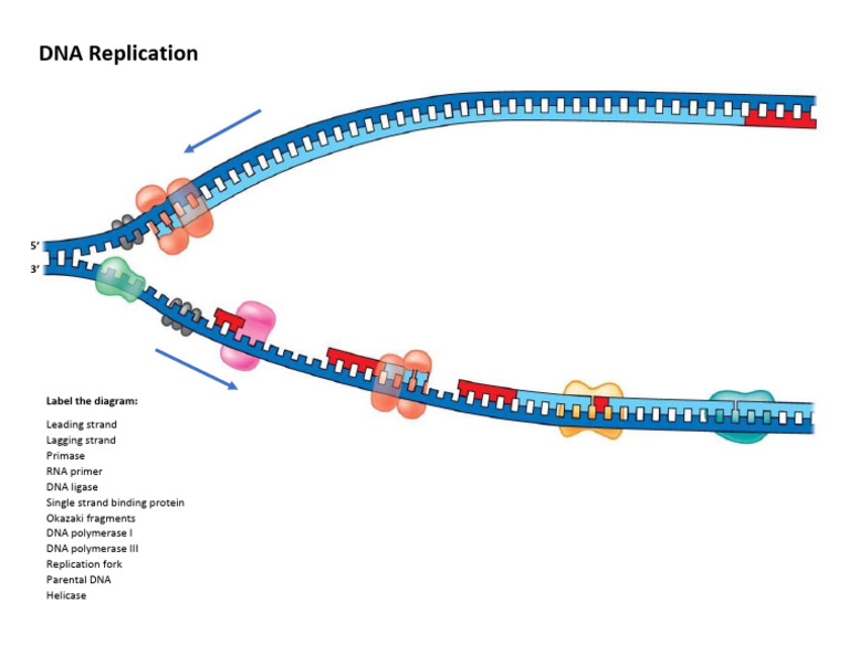 Chapter 16 DNA Replication Sheet | PDF