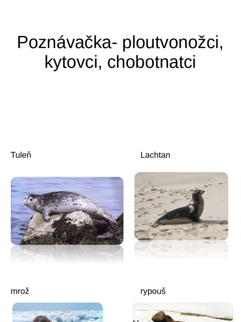 Poznávačka - Ploutvonožci, Kytovci, Chobotnatci | PDF