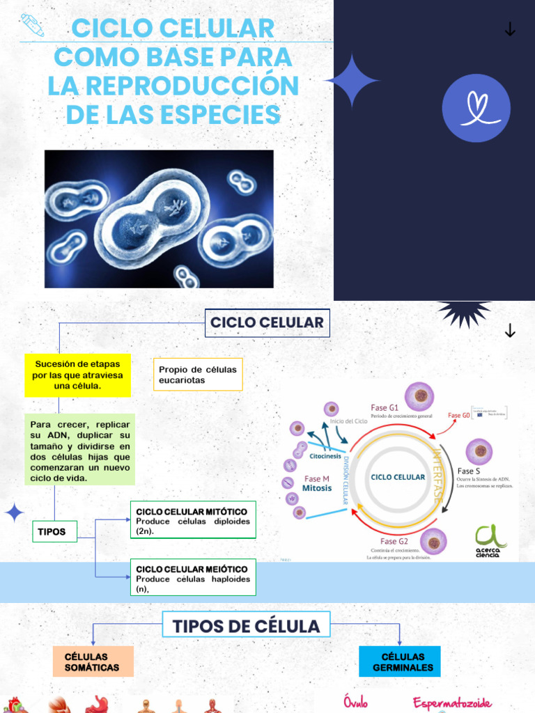 Ciclo Celular | PDF | Mitosis | Ciclo celular
