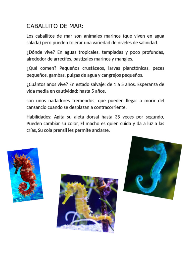 Datos sobre el Caballito de Mar | PDF | Estudios de idiomas extranjeros ...