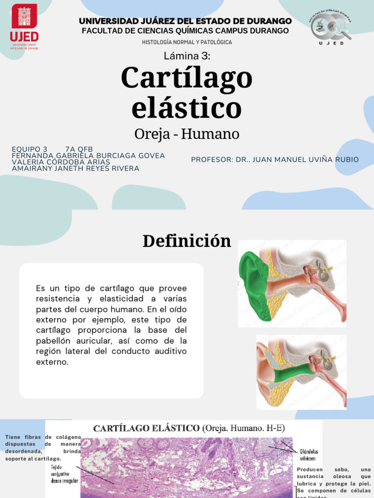 Lámina 3 Cartílago Elástico Humano (H-E) - Equipo 3 7A QFB | PDF ...