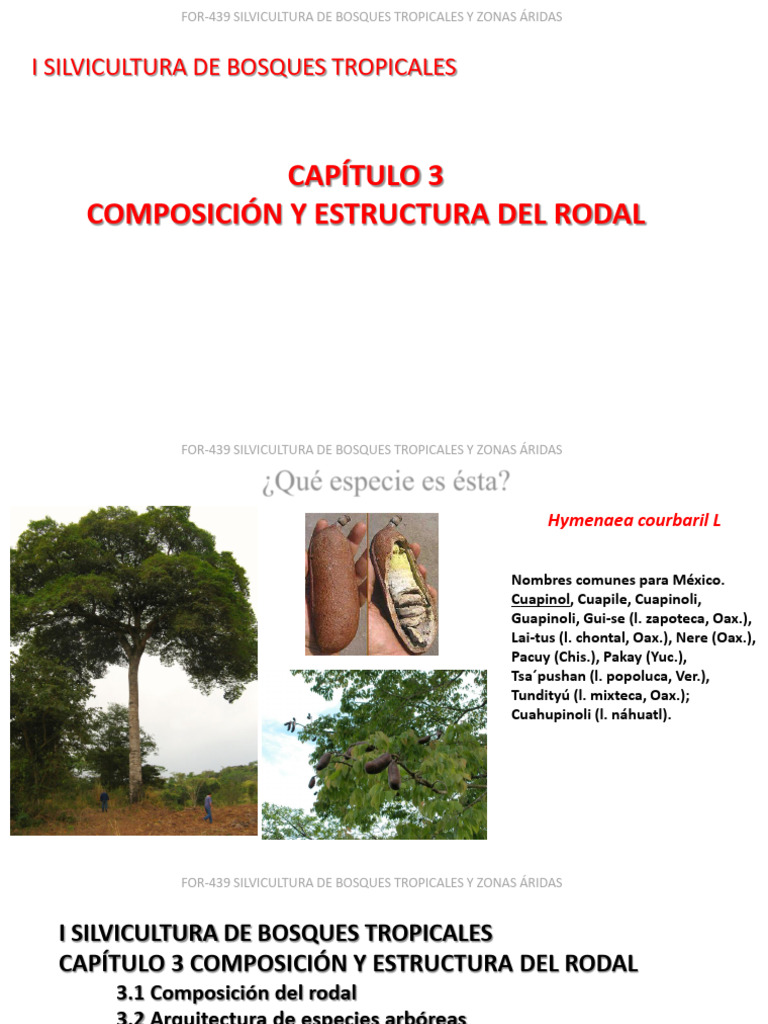 3 Composición y Estructura Del Rodal | PDF | Los bosques | Arboles