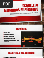 Anatomía del Cúbito y Radio en el Antebrazo | PDF | Codo | Anatomía humana