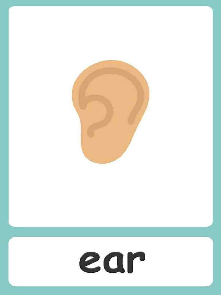 Face Parts Flashcards | PDF