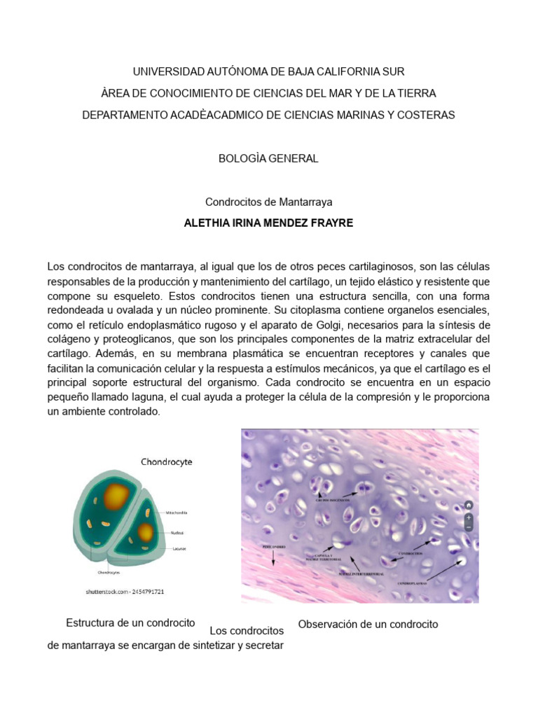 BG Mendez Frayre Condrocitos | PDF | Cartílago | La matriz extracelular