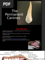 Canine Tooth Anatomy Overview | PDF | Dental Anatomy | Tooth