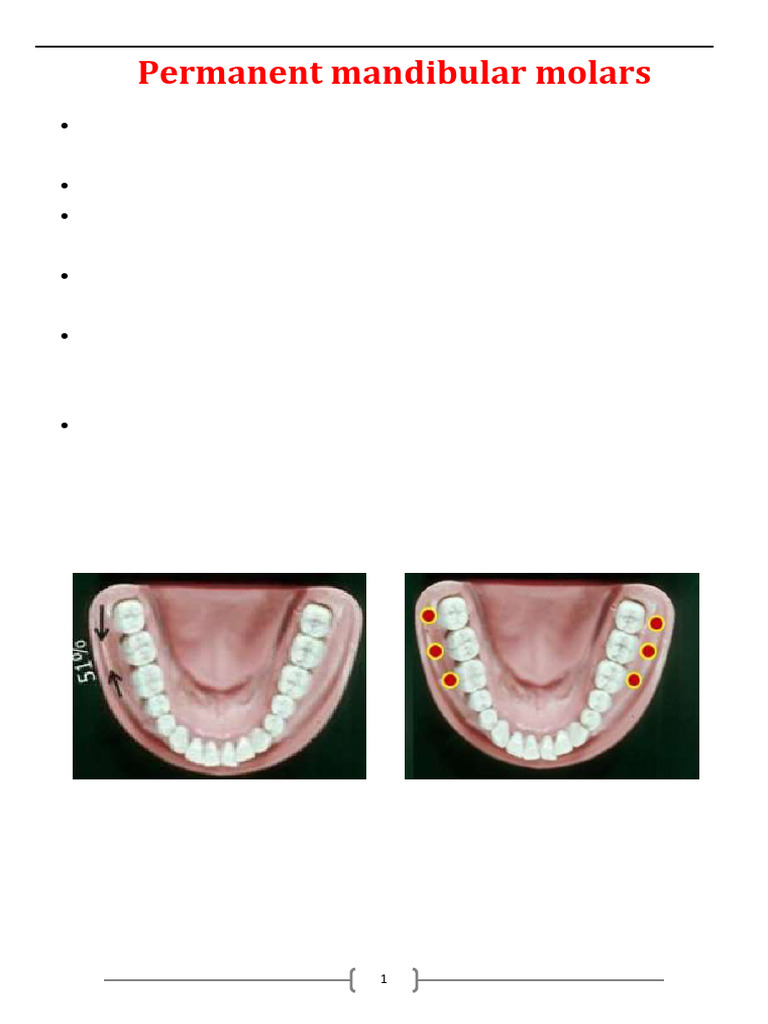 Mandibular molars | PDF | Dental Anatomy | Dentistry Branches