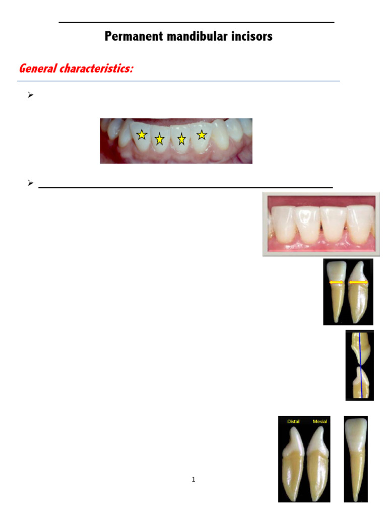 mandibular incisors | PDF | Dental Anatomy | Mouth