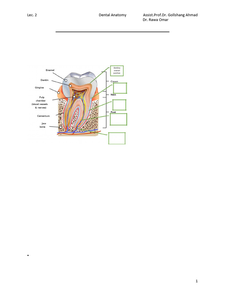 The Tooth Parts and Anatomical Landmarks | PDF | Dental Anatomy | Human ...