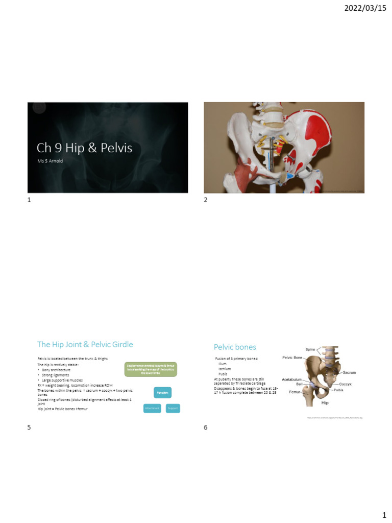 Ch9_Hip joint | PDF | Pelvis | Hip