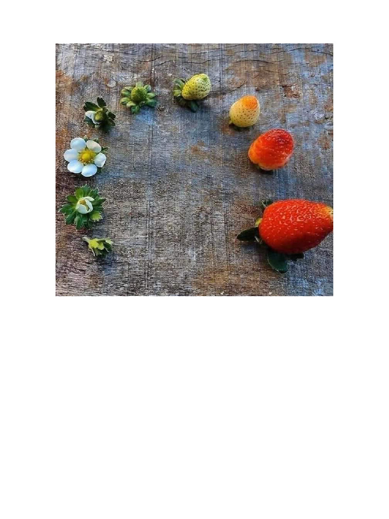 Ciclo Do Morango | PDF