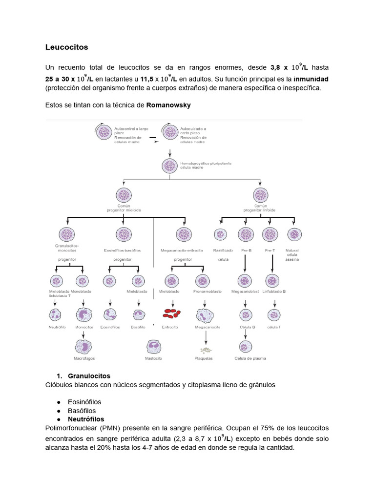 Leucocitos | PDF | Leucocito | Sistema inmune