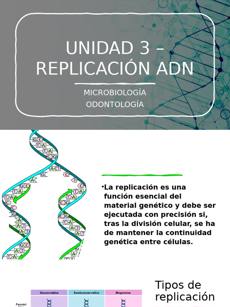 Unidad 3 - Replicación Adn | PDF | Reacción en cadena de la polimerasa | Primer (Biología Molecular)