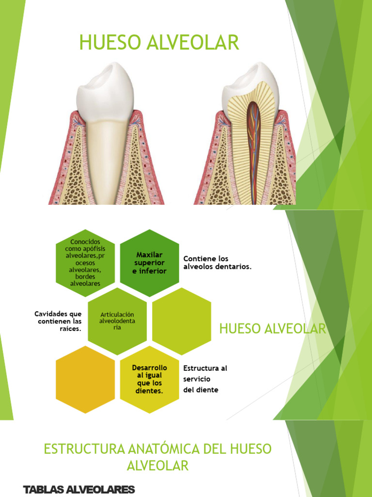 Clase 8hueso Alveolar | PDF | Hueso | Anatomía