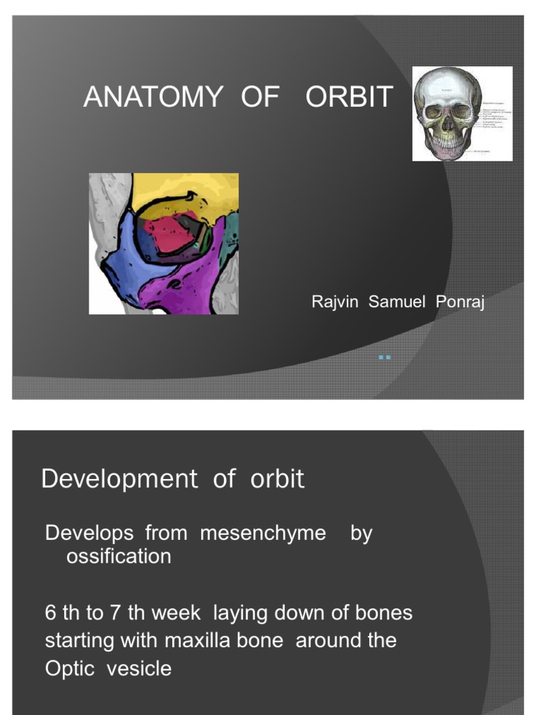Anatomy of the Eye Orbit | PDF