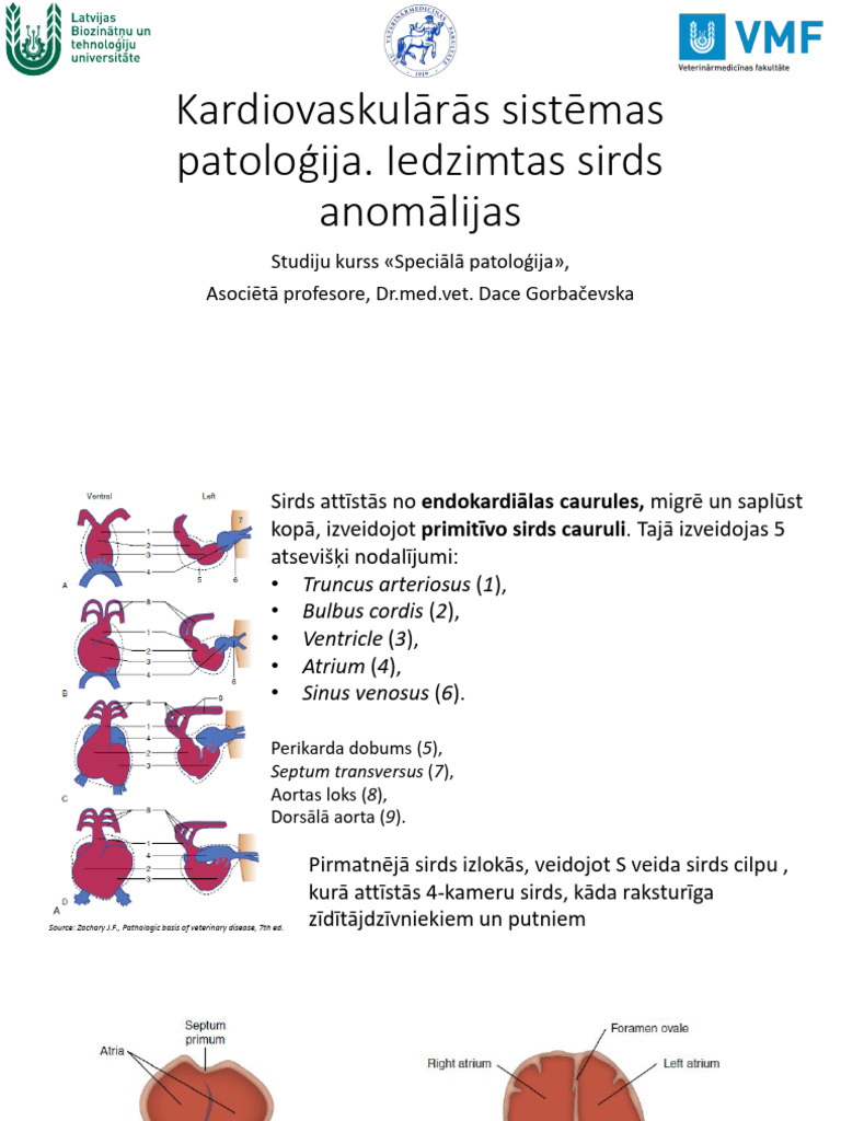 Kardiov Iedzimtas | PDF