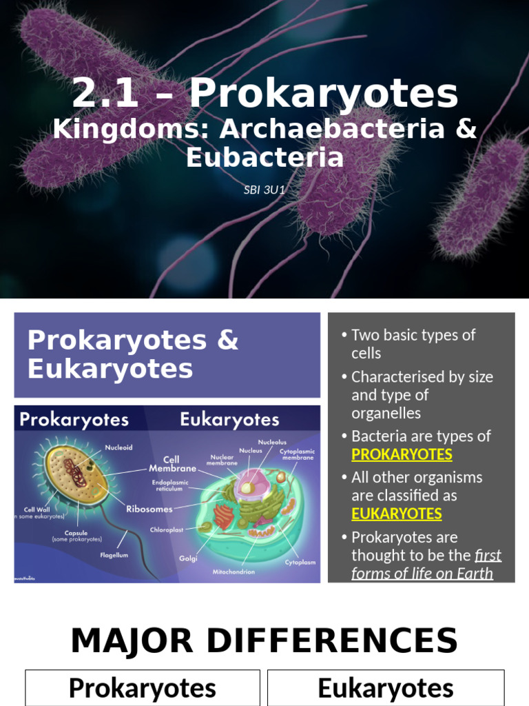 Prokaryotes: Archaebacteria & Eubacteria | PDF | Bacteria | Prokaryote