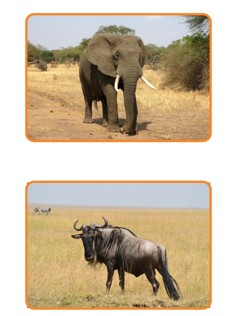 African Animals | PDF