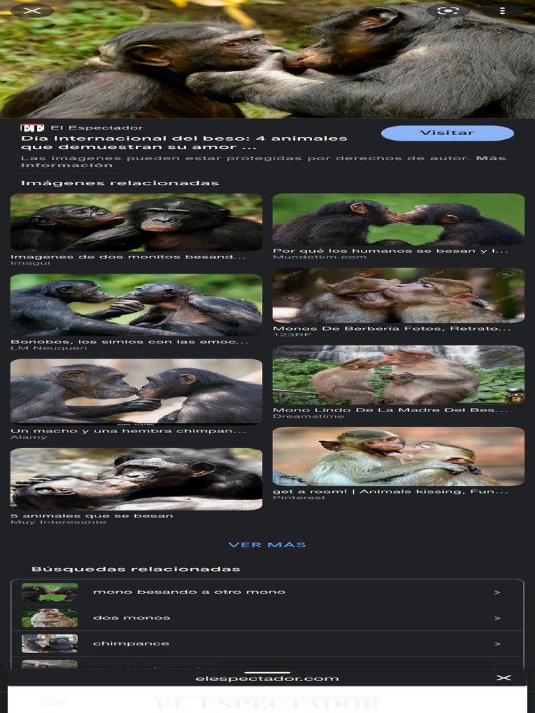 Monos besándose: amor animal en imágenes | PDF
