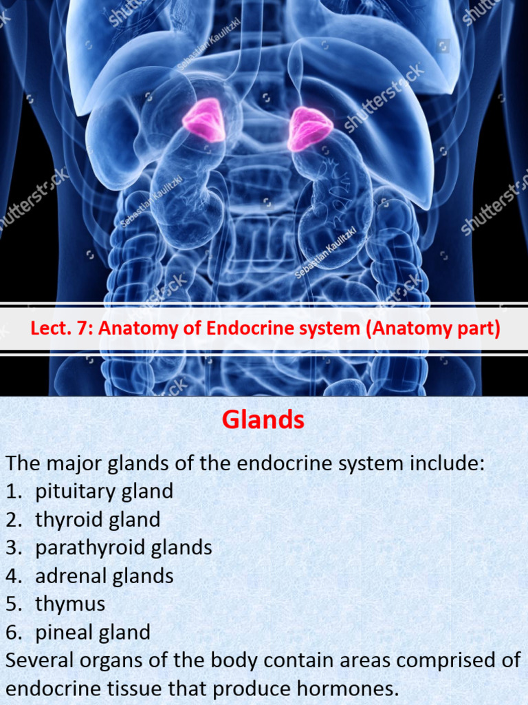 Lect. 7 Anatomy of Endocrine System (Anatomy Part) | PDF | Adrenal Gland | Pituitary Gland